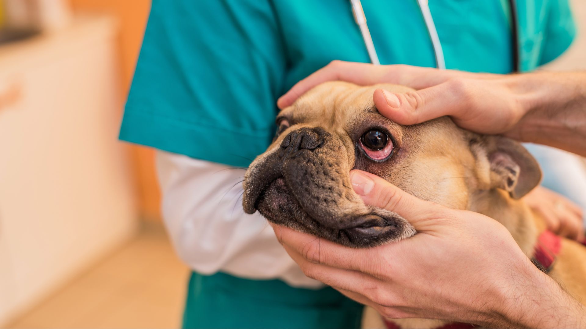 Pet Ophthalmic Surgery In Eagle River WI | Northwoods Animal