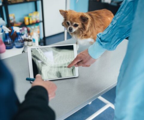 Pet Radiology In Eagle River WI | Northwoods Animal Hospital